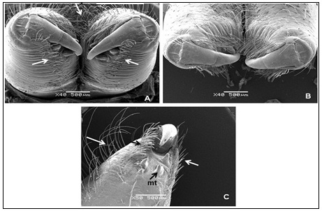 Determining with SEM, structure of the venom apparatus in the tube web ...