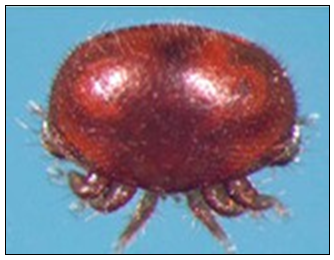 Parasitic mite, Varroa species (Parasitiformes: Varroidae) infesting ...