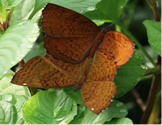 Biology of the Common Castor Butterfly Ariadne merione merione Cramer ...