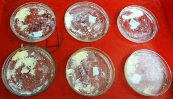 Screening and optimization of Poly Hydroxy Butyrate (PHB), using ...